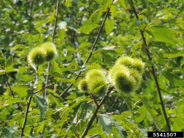 American chestnut (Castanea dentata (Marsh.) Borkh.)