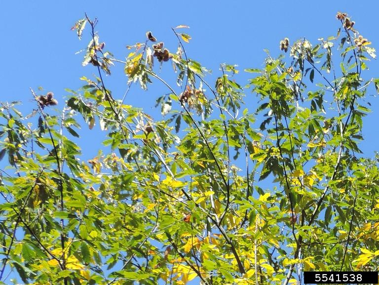 chestnut blight or canker (Cryphonectria parasitica (Murrill) M.E. Barr)