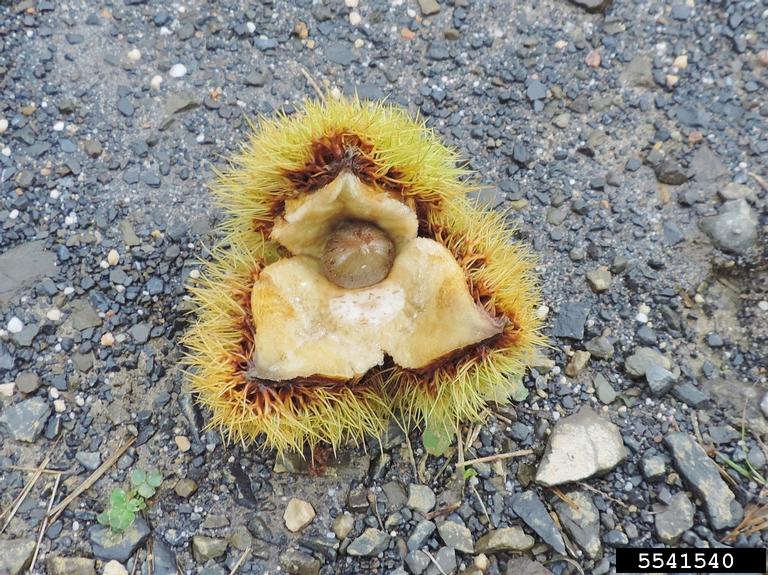 American chestnut (Castanea dentata (Marsh.) Borkh.)