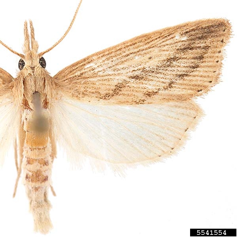 sugarcane borer (Diatraea saccharalis)