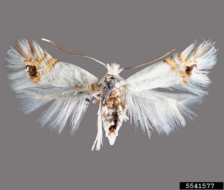 leaf miner moth (Leucoptera sinuella Reutti)