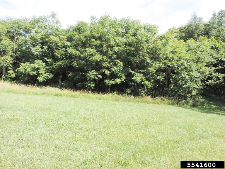tree-of-heaven (Ailanthus altissima (P. Mill.) Swingle)