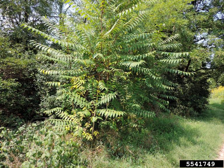 tree-of-heaven (Ailanthus altissima (P. Mill.) Swingle)