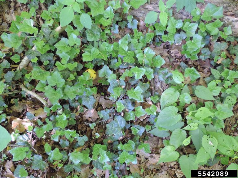 English ivy (Hedera helix L.)