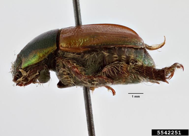 Shining leaf chafer (Anomala nitidula)