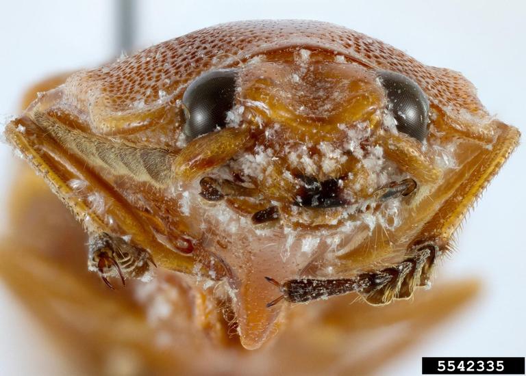 click beetle (Semiotus ligneus)