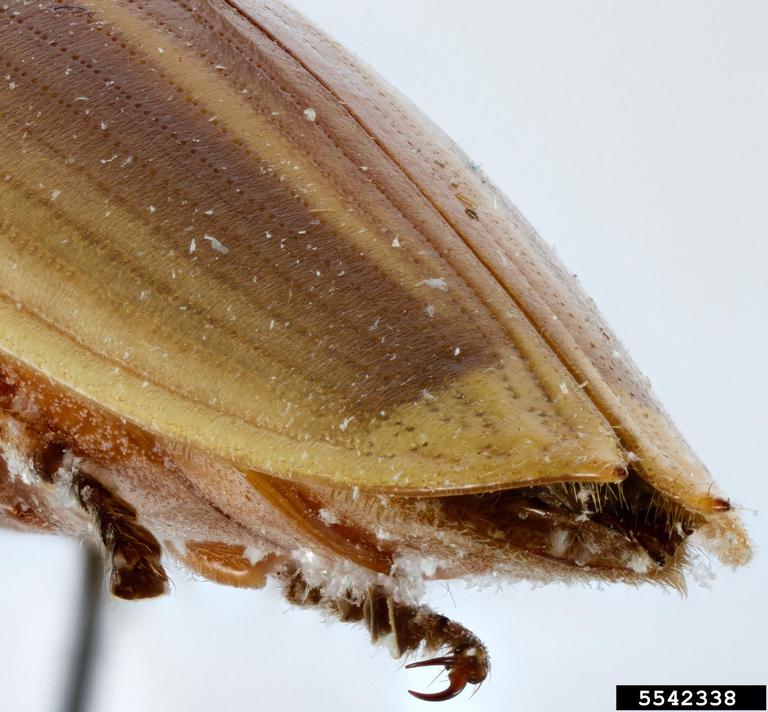 click beetle (Semiotus ligneus)