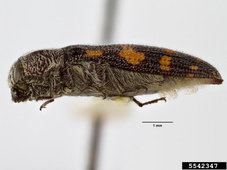 metallic wood-boring beetle (Acmaeoderopsis paravaripilis Barr)