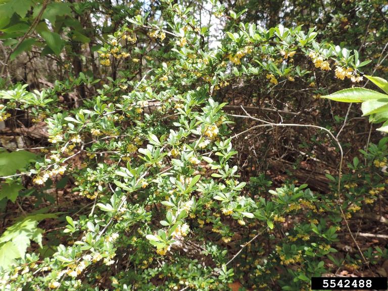 Japanese barberry (Berberis thunbergii DC.)