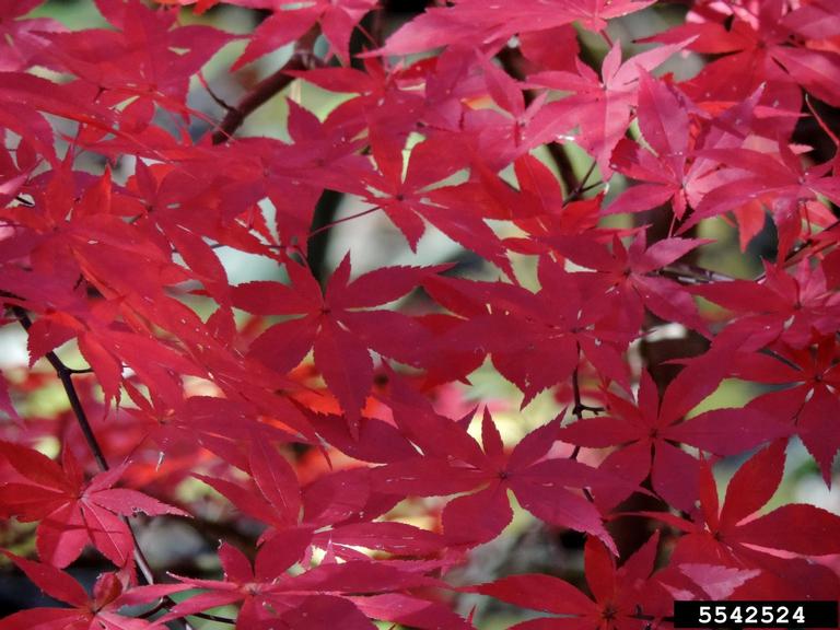 Japanese maple (Acer palmatum Thunb.)