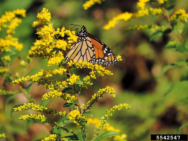 monarch butterfly (Danaus plexippus)