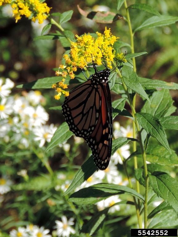 monarch butterfly (Danaus plexippus (Linnaeus))