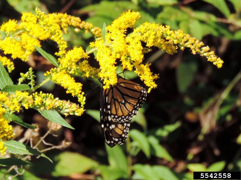 monarch butterfly (Danaus plexippus (Linnaeus))
