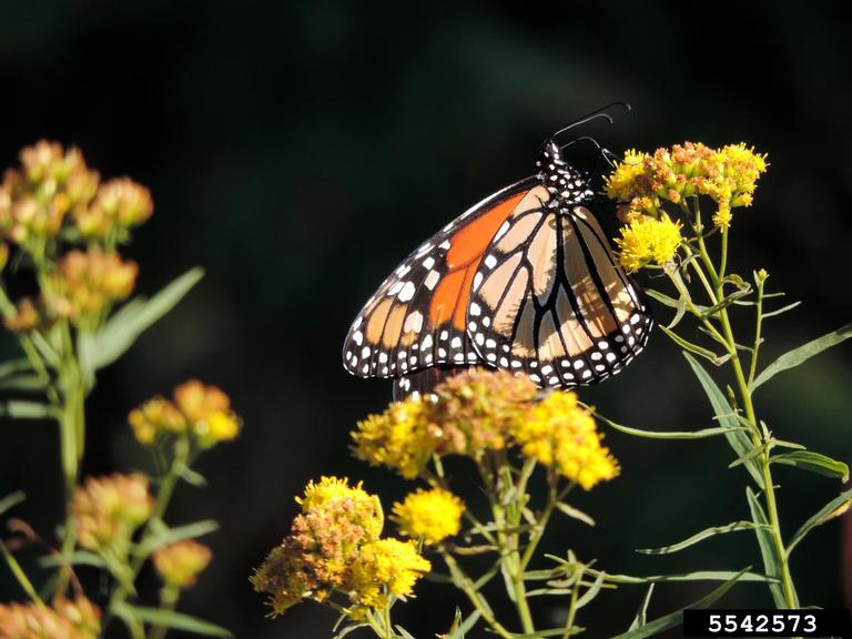 monarch butterfly (Danaus plexippus (Linnaeus, 1758))