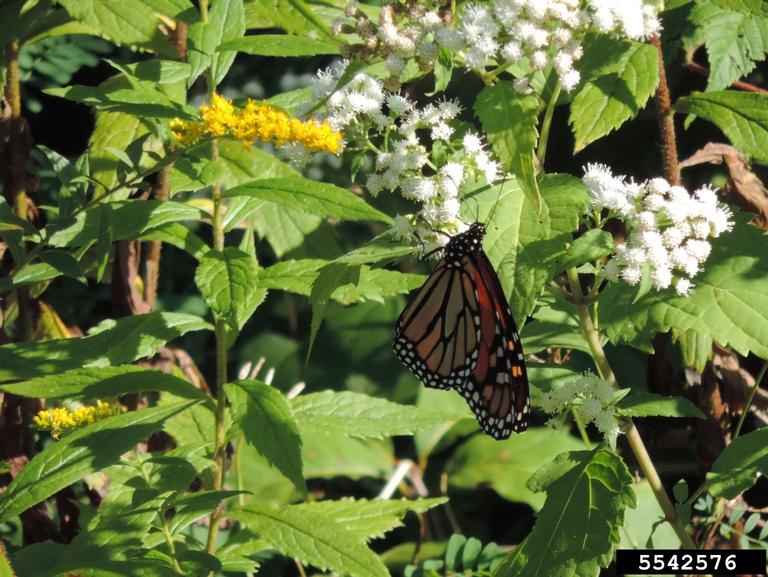 monarch butterfly (Danaus plexippus (Linnaeus, 1758))