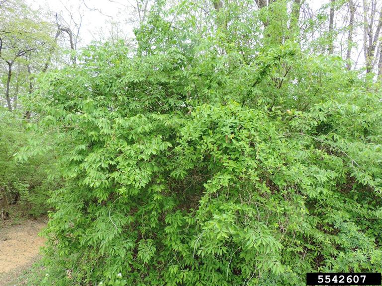 bush honeysuckles (exotic) (Genus Lonicera L.)