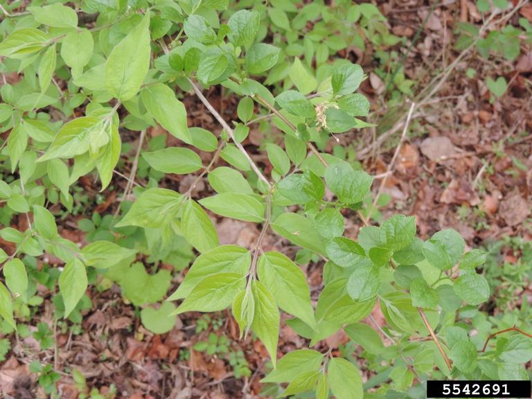 bush honeysuckles (exotic) (Genus Lonicera L.)