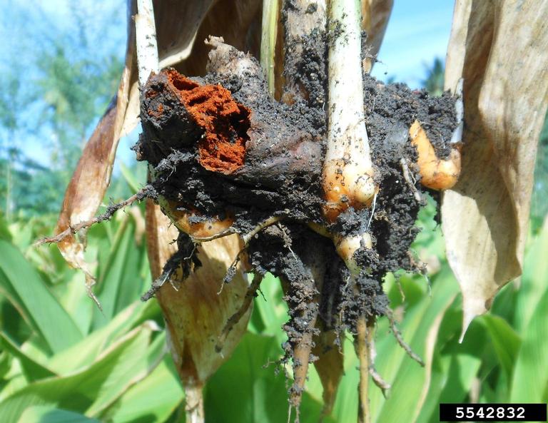 Pythium root and stem rot (Pythium aphanidermatum)