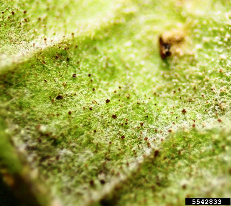 powdery mildew hyperparasite (Ampelomyces quisqualis)