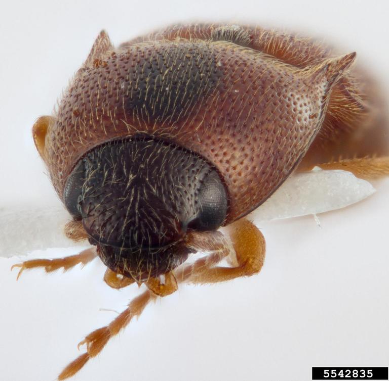 click beetle (Aeolus amabilis (LeConte))