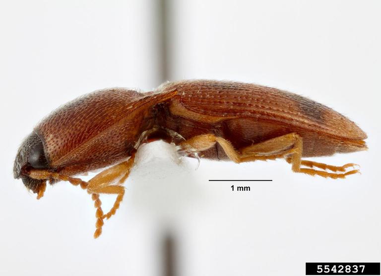 click beetle (Aeolus amabilis (LeConte))