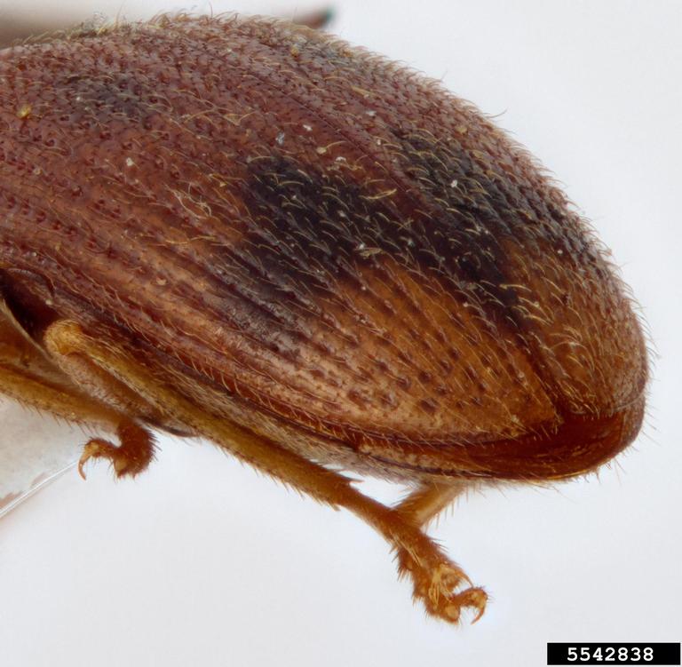 click beetle (Aeolus amabilis (LeConte))