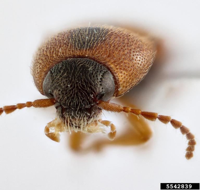 click beetle (Aeolus mellillus)