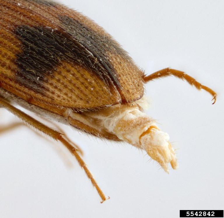 click beetle (Aeolus mellillus (Say))