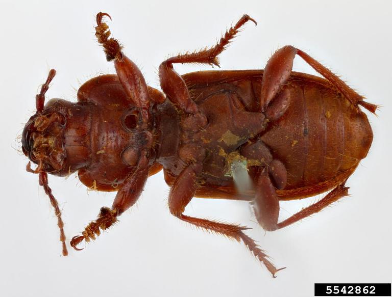 ground beetle (Dicheirus dilatatus ssp. dilatatus Dejean)
