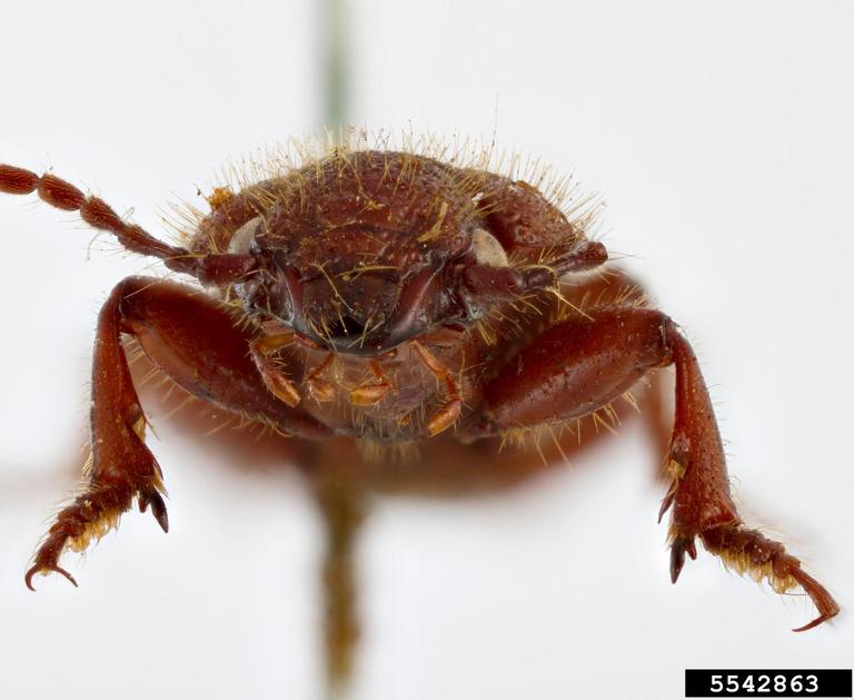 ground beetle (Dicheirus dilatatus ssp. dilatatus Dejean)