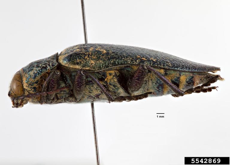 metallic wood-boring beetle (Gyascutus caelatus)