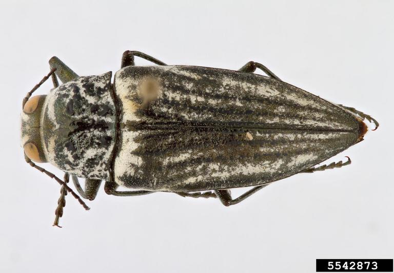 metallic wood-boring beetles (Gyascutus planicosta (LeConte, 1858))