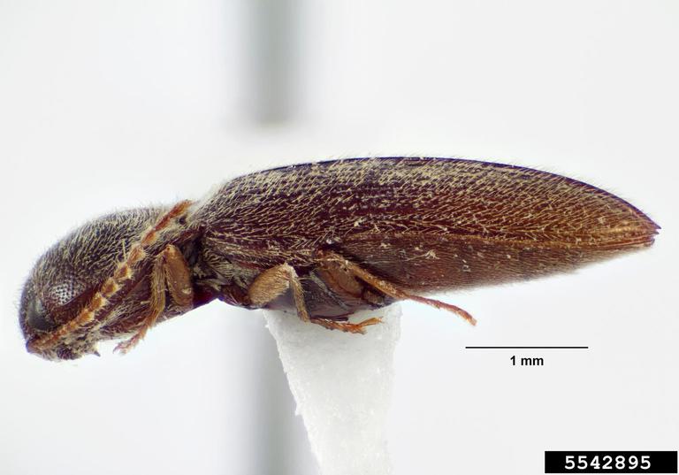 click beetle (Glyphonyx quietus (Say))