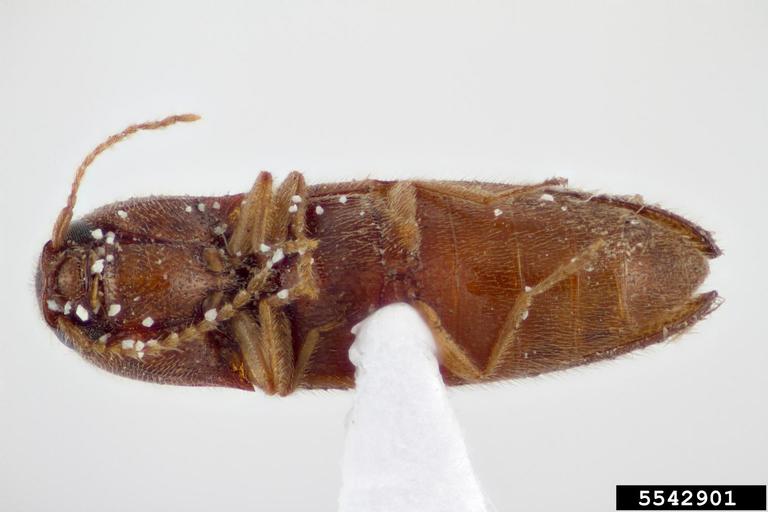 click beetle (Glyphonyx testaceus (Melsheimer))