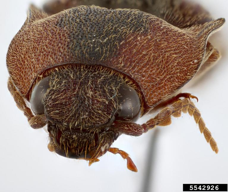 click beetle (Conoderus pilatei Candeze)