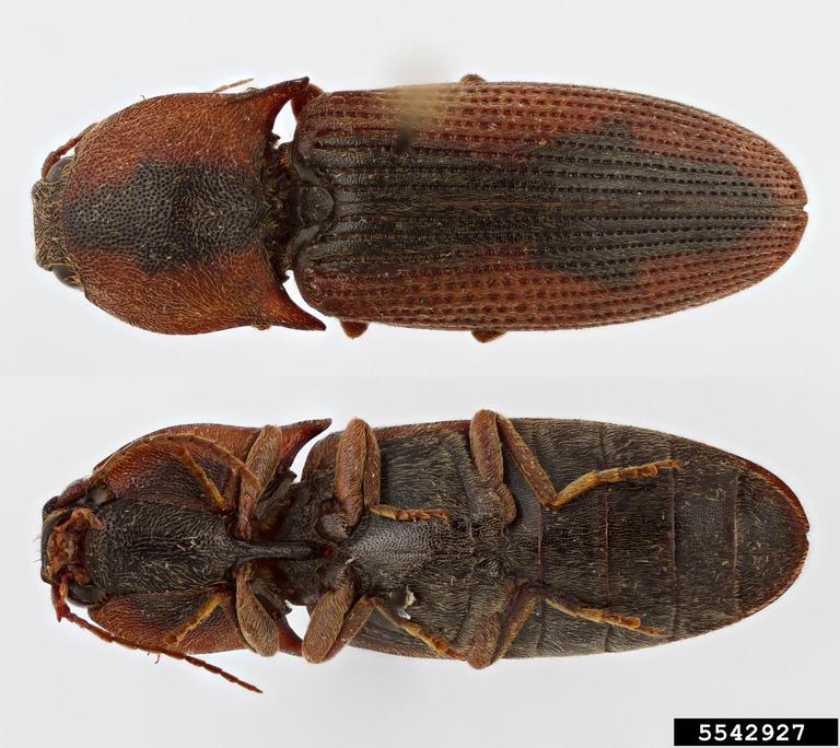 click beetle (Conoderus pilatei Candeze)