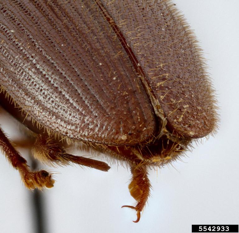click beetle (Dicrepidius palmatus Candeze)