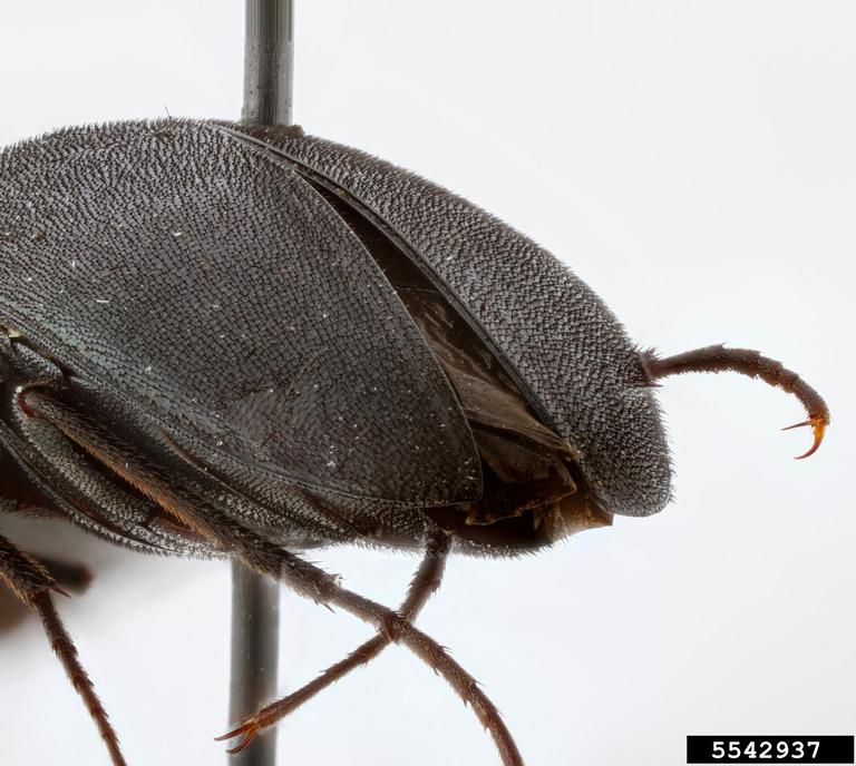 click beetle (Elater abruptus Say)