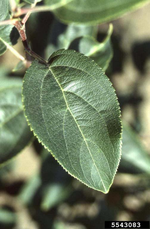 prairie crabapple (Malus ioensis (Wood) Britt.)