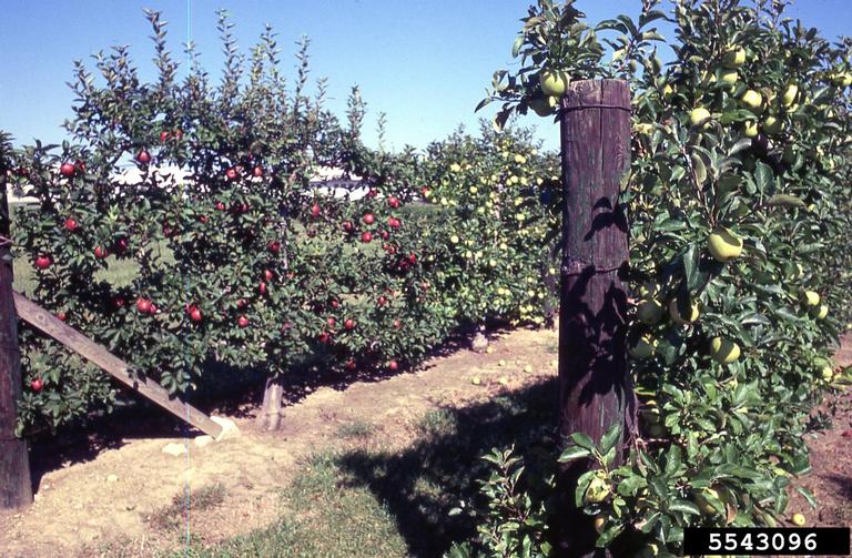 paradise apple (Malus pumila P. Mill.)