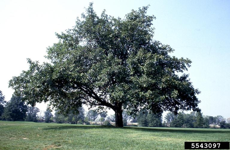 paradise apple (Malus pumila P. Mill.)