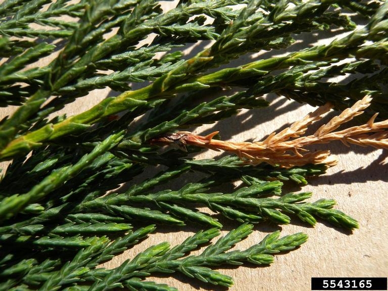 Seiridium cankers (Genus Seiridium Nees)