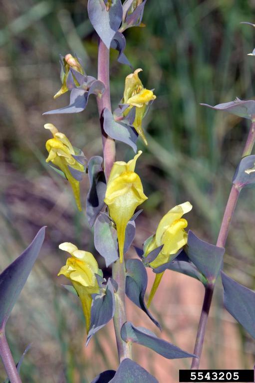 broomleaf toadflax (Linaria genistifolia)