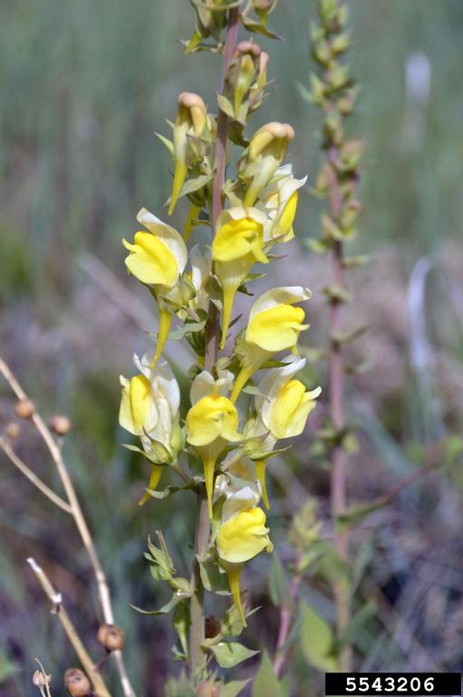 broomleaf toadflax (Linaria genistifolia)