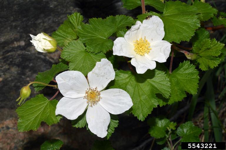 delicious raspberry (Rubus deliciosus)
