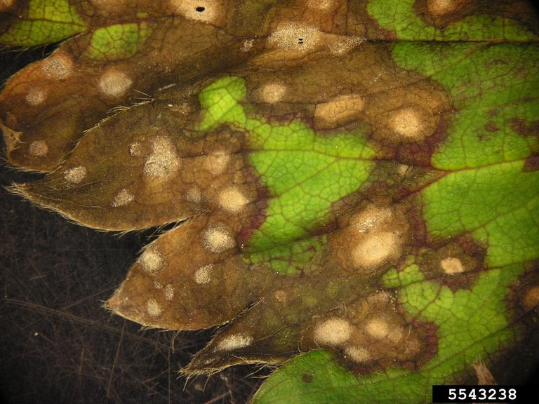strawberry leaf spot (Mycosphaerella fragariae ) on strawberry ...