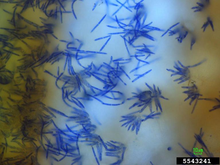 Mycosphaerella fragariae (Tul.) Lindau (Synonym for Ramularia ...