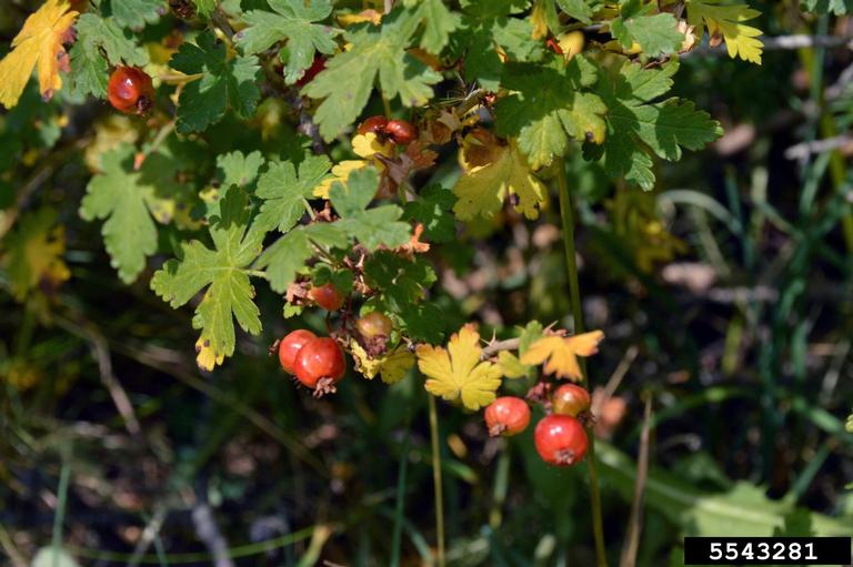 currant (Genus Ribes L.)