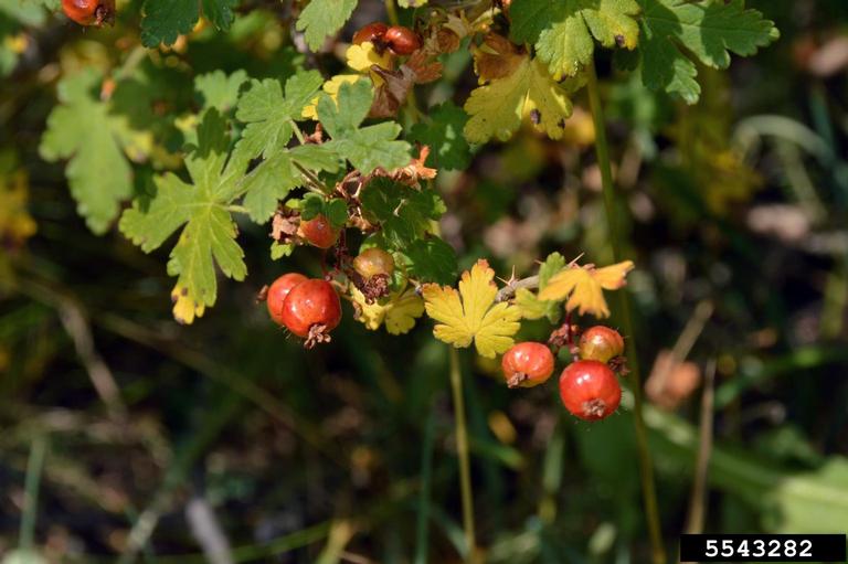 currant (Genus Ribes)