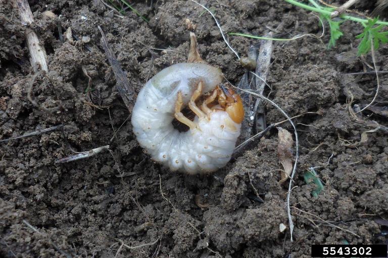 Genus Geotrogus Guérin-Méneville, 1842